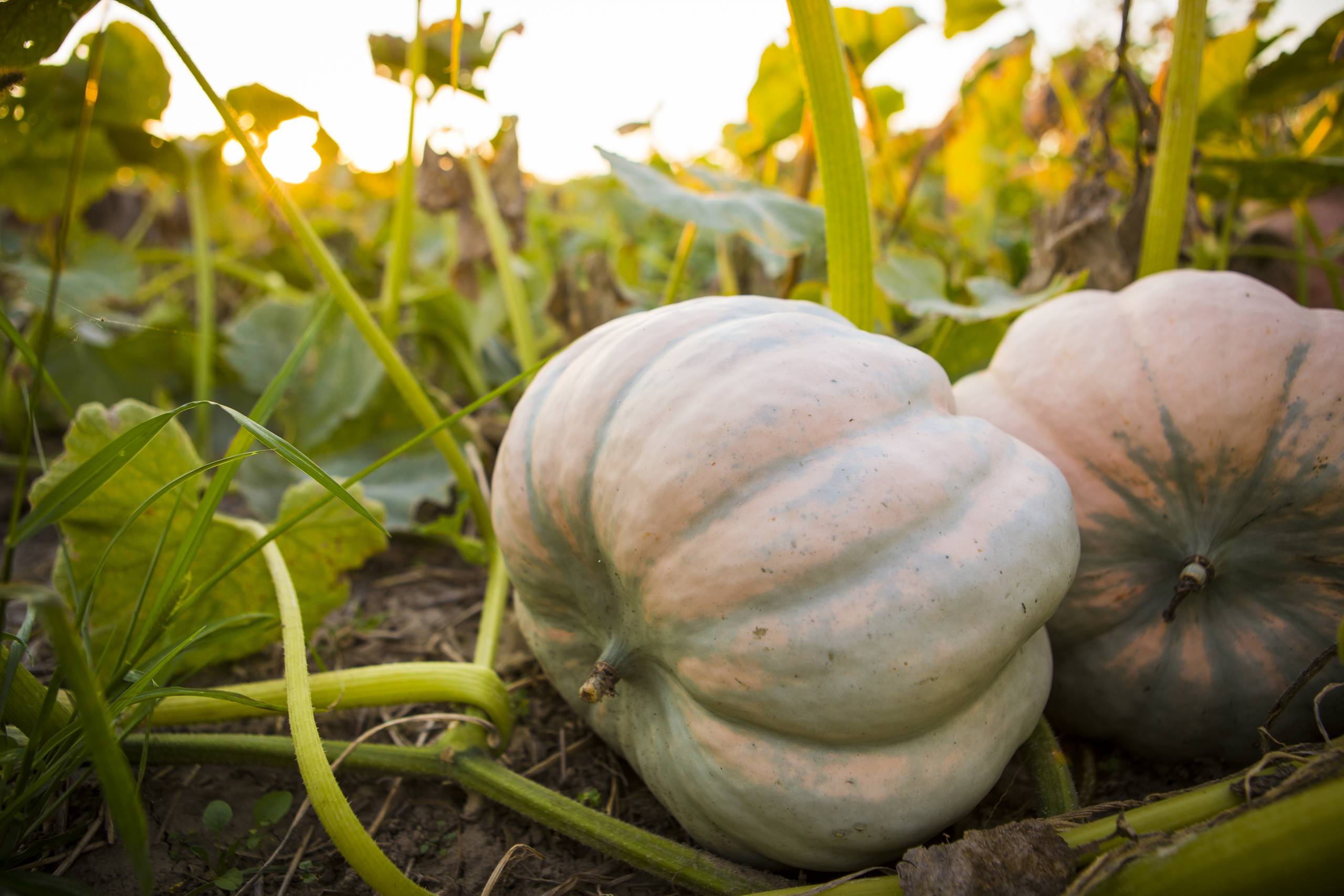Pumpkins With a Purpose // College of Agriculture, Food and Natural ...
