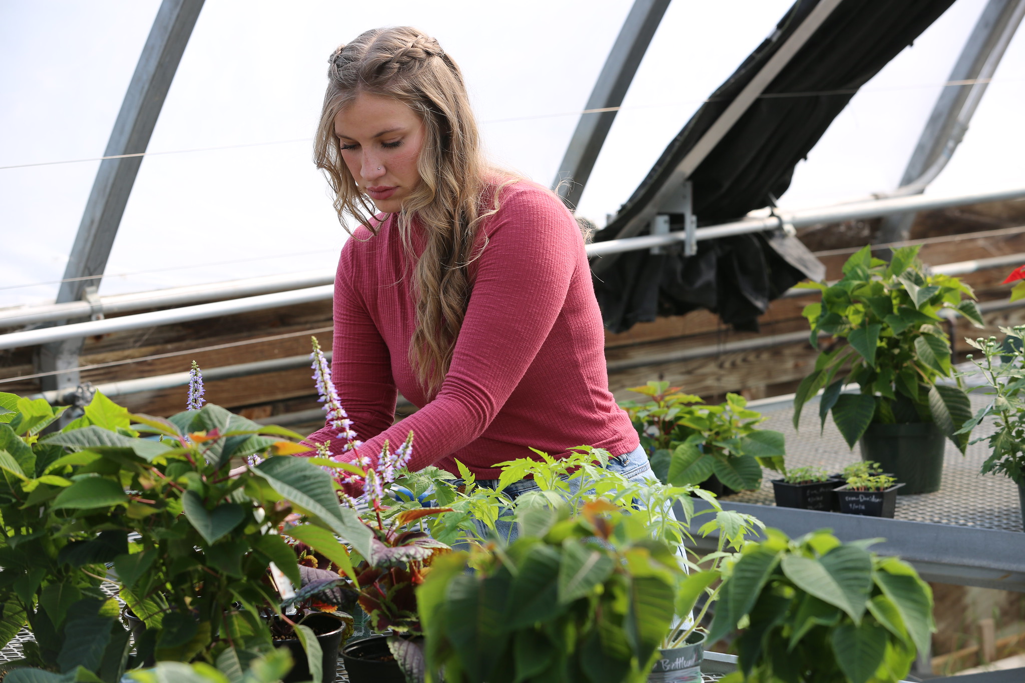 Agriculture // College of Agriculture, Food and Natural Resources